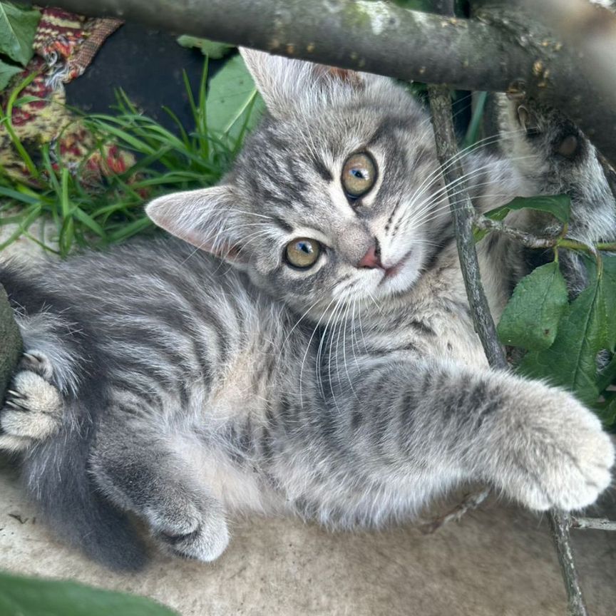 Котенок