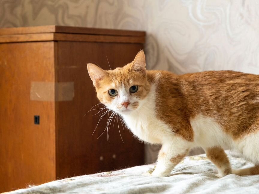 Спасите кота рыжика