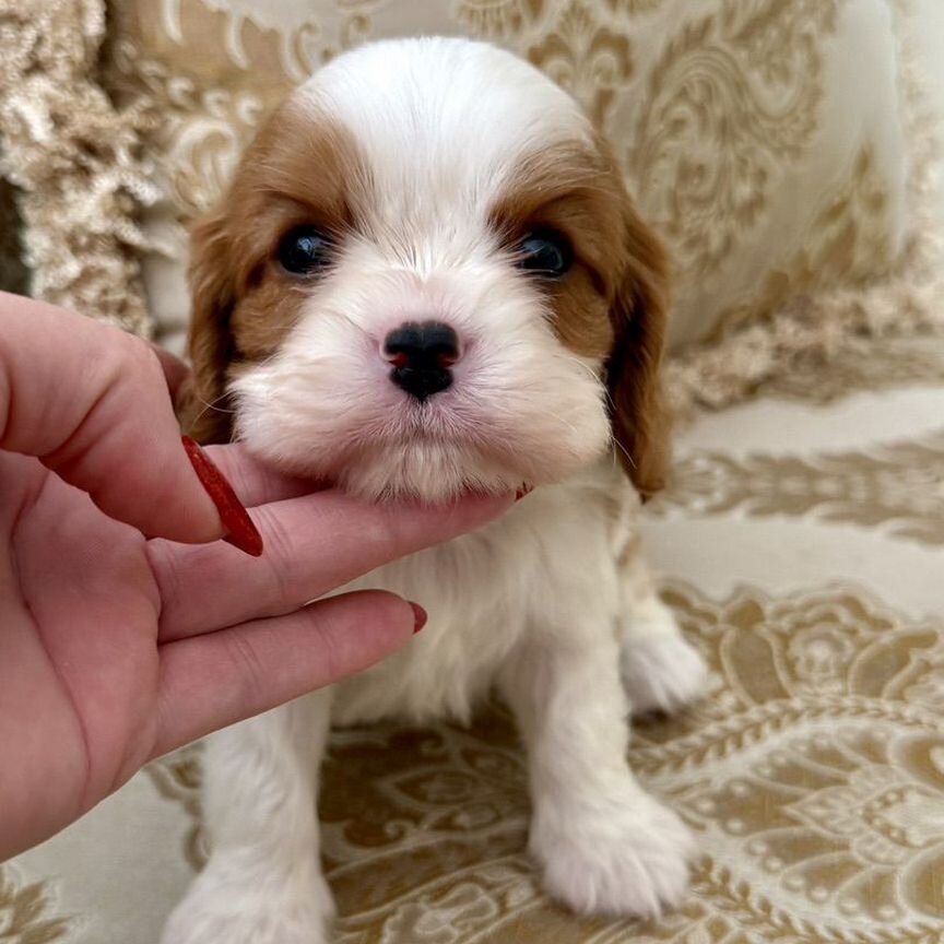 Щенки Кавалер кинг чарльз спаниель