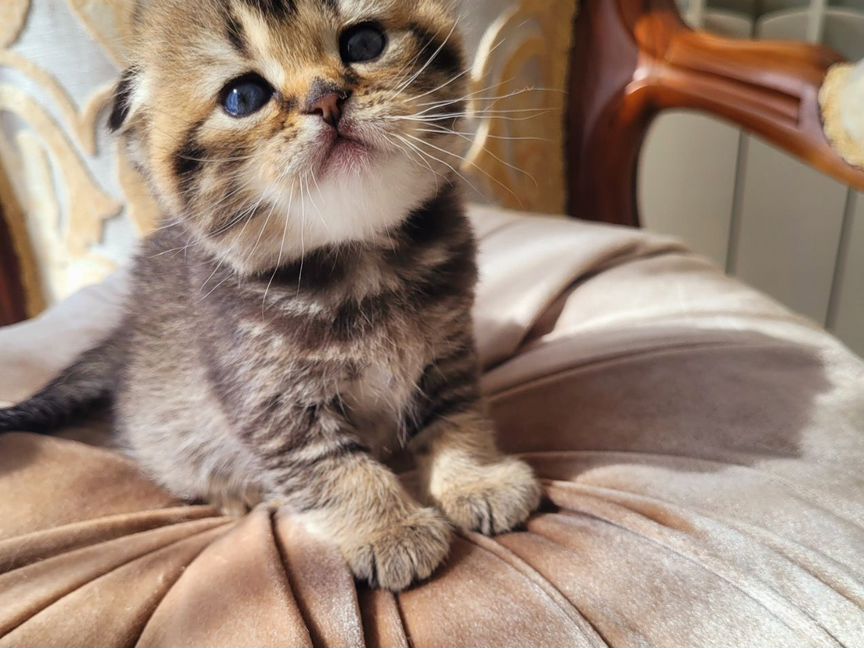Шотландские котята