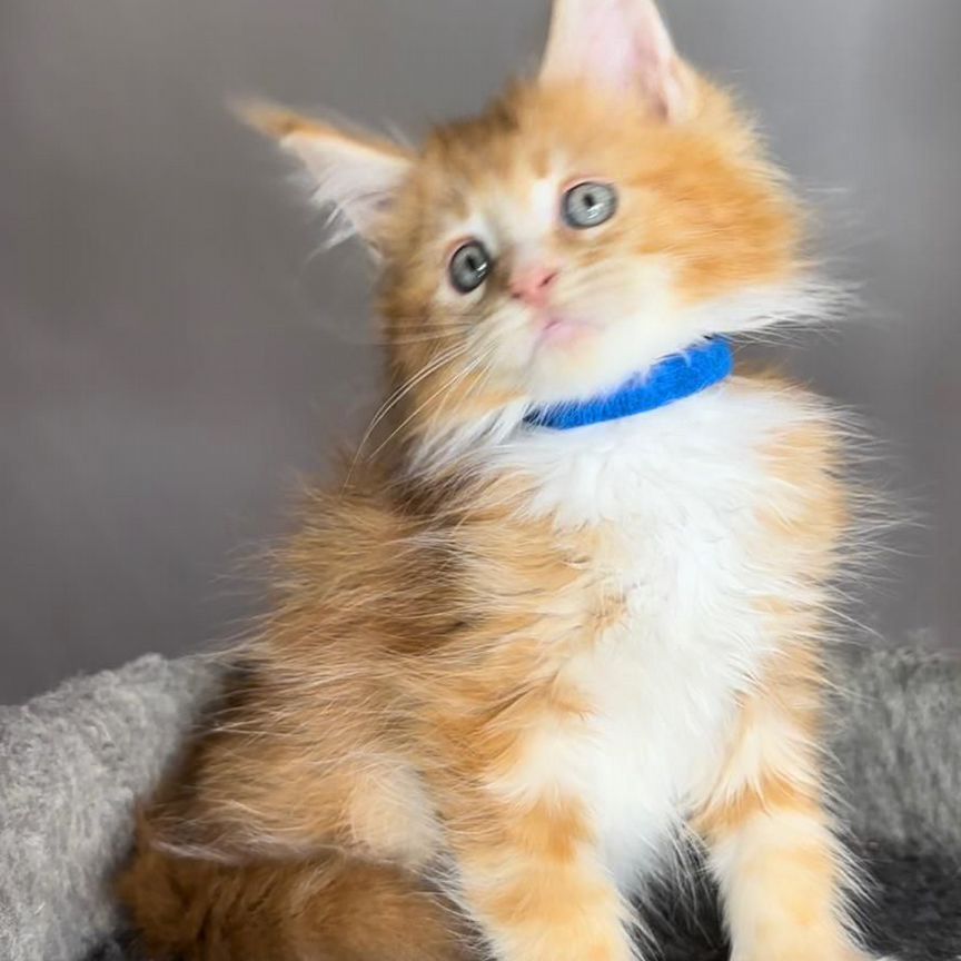 Мейнкуны Котики