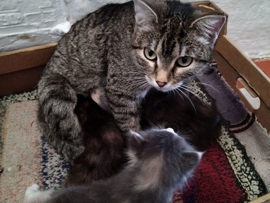 Котята трёхцветные, четыре чудесных