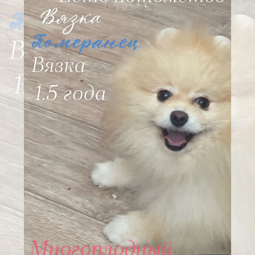 Померанский шпиц, вязка