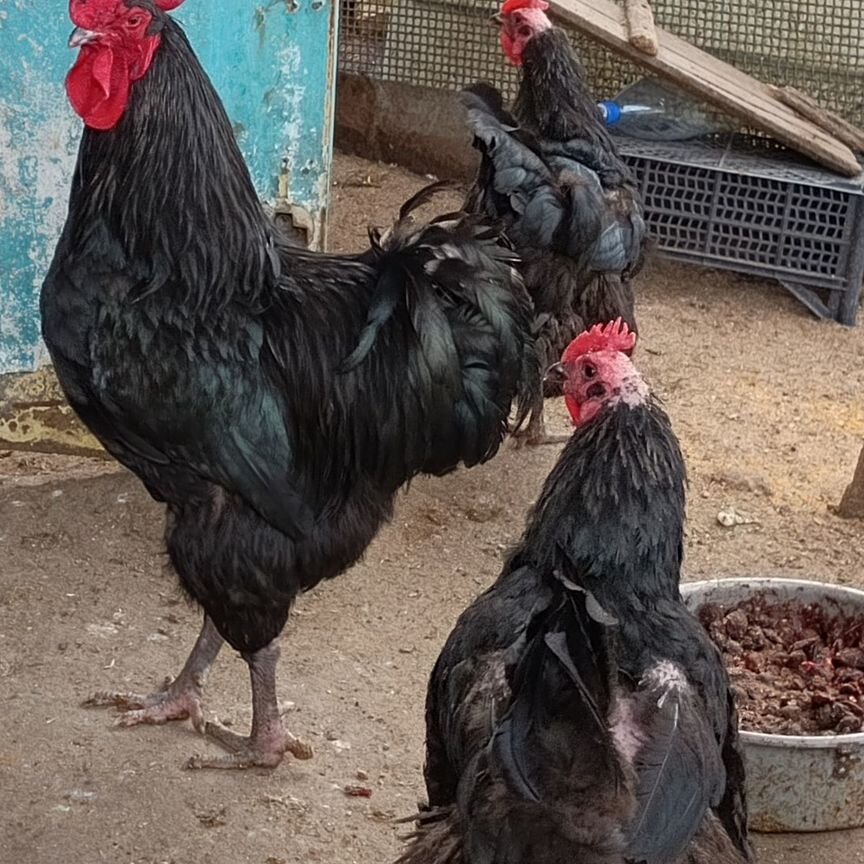 Петухи " Джерсийский гигант"