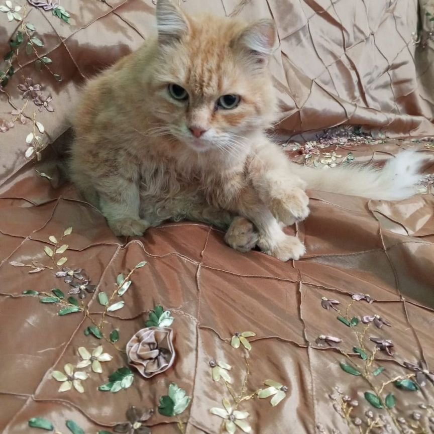 Рыжик ищет дом