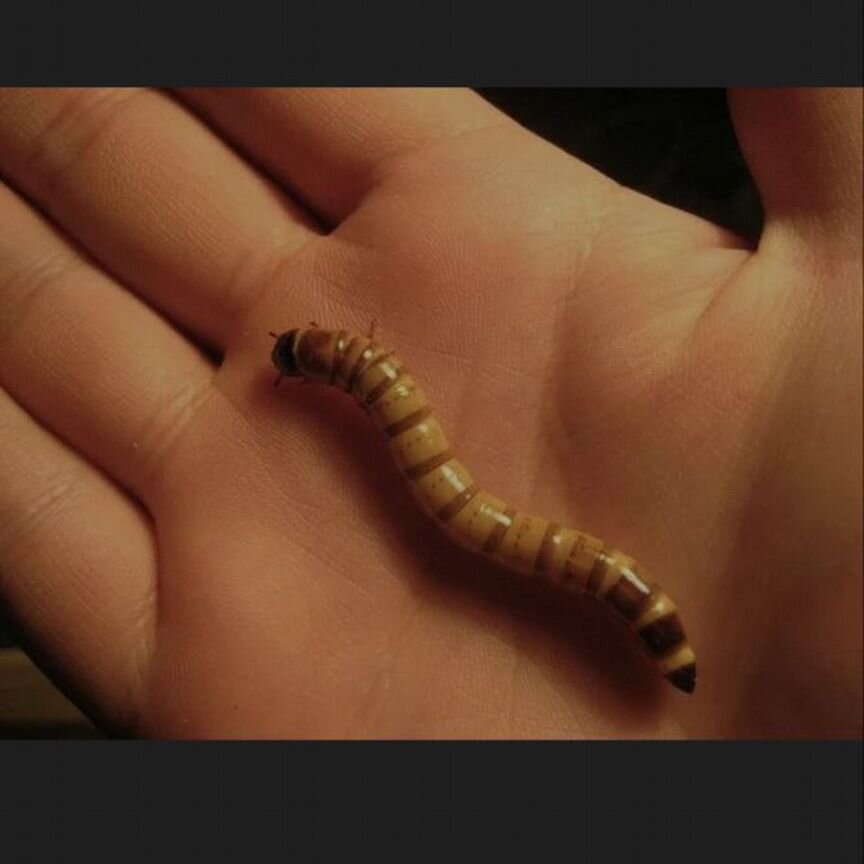 Зоофобусы бесплатно