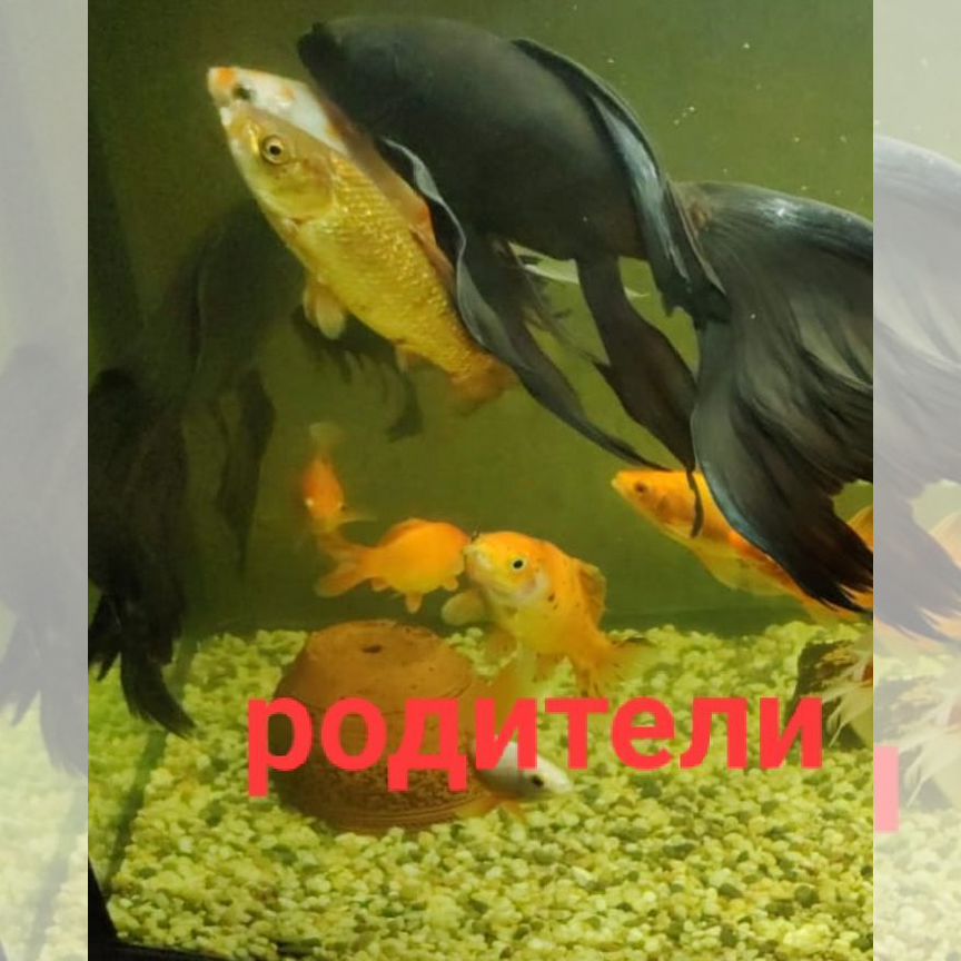 Рыбы кометы