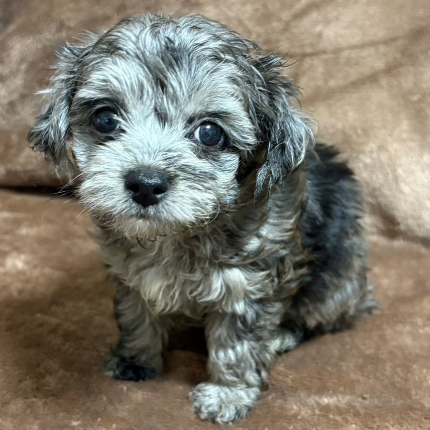 Мальтипу, щенок