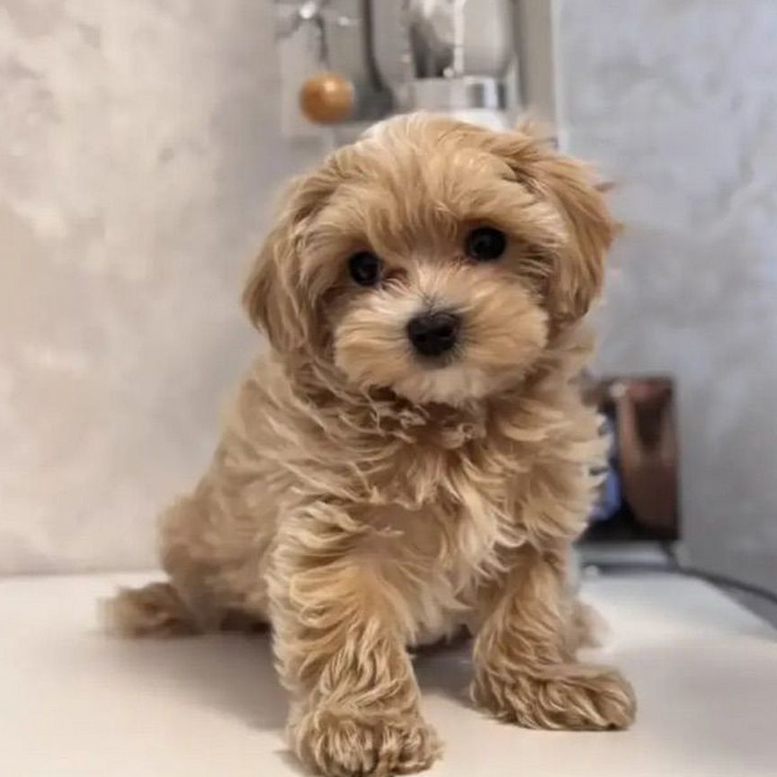 Мальтипу, щенок