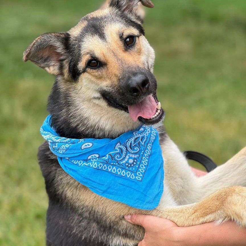 Нежная Джейна из приюта ищет дом