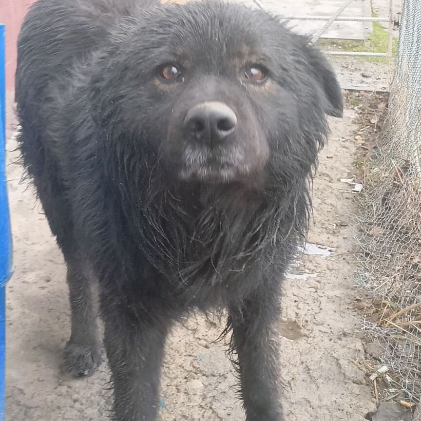 Кобель 1 год