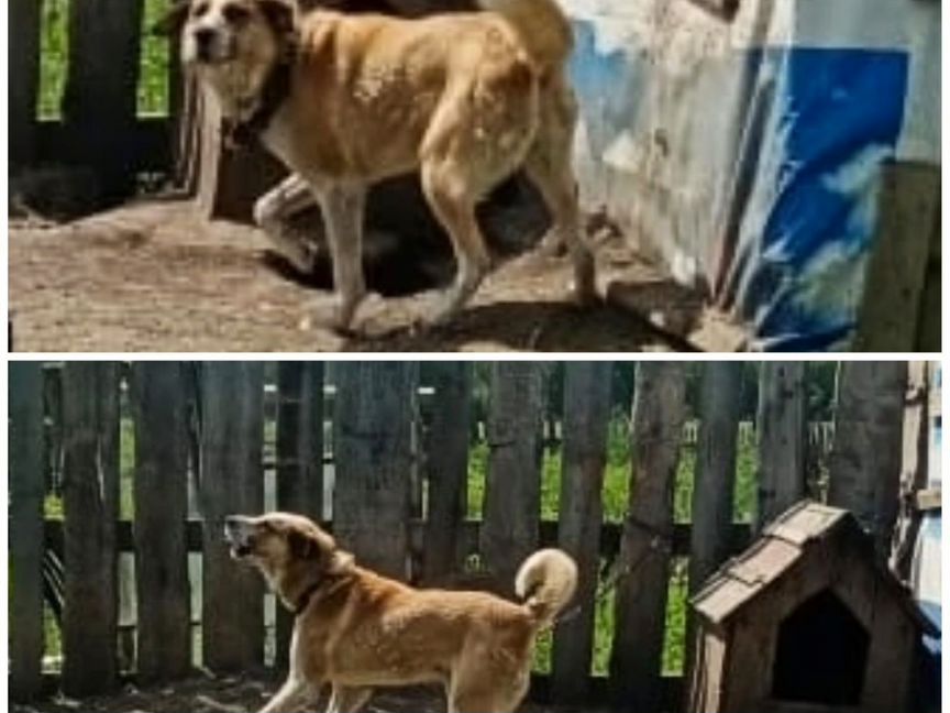 Жизнь собаки в опасности