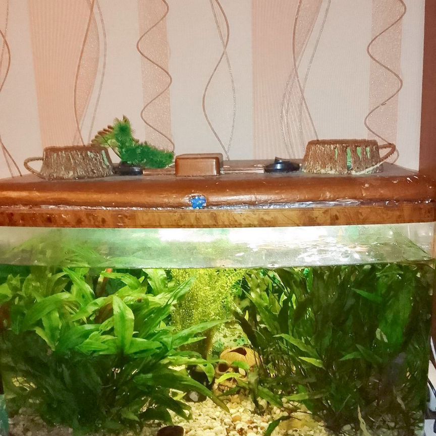 Криптокорина двух видов