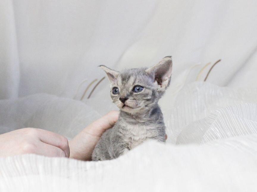 Элитные нежные малыши