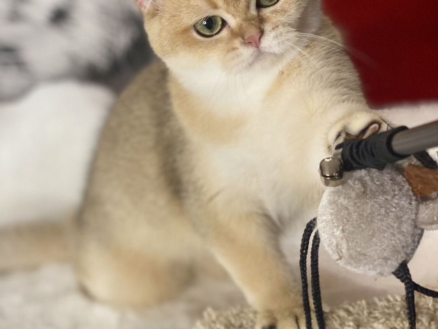 Цезарь - котенок золотой британской шиншиллы