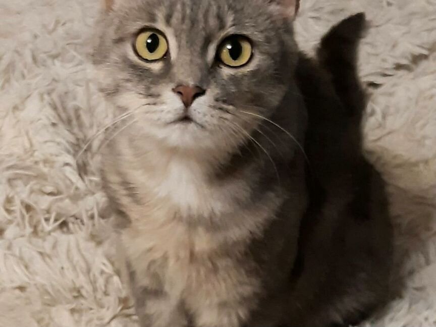 Кошки в добрые руки бесплатно