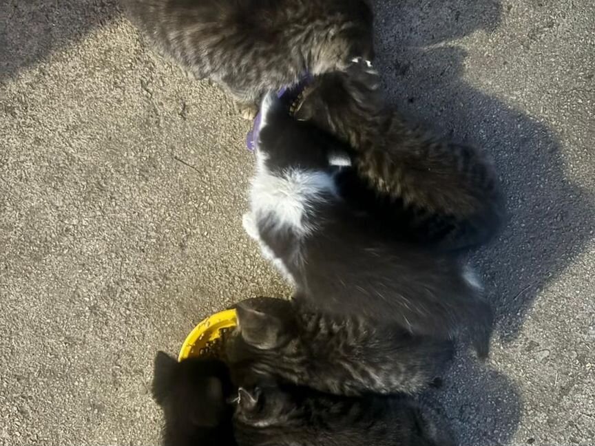 Кошки в добрые руки бесплатно