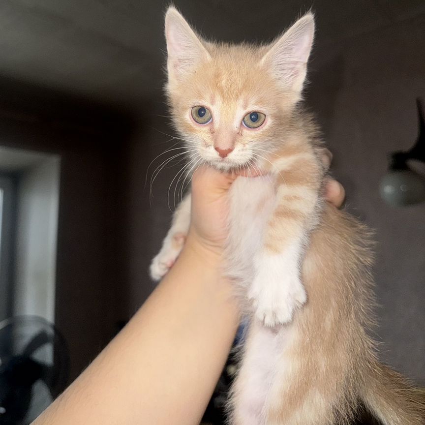 Котёнок от частного владельца