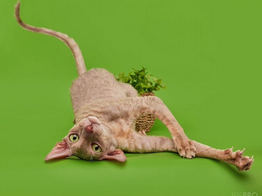 Зеленоглазый аристократ