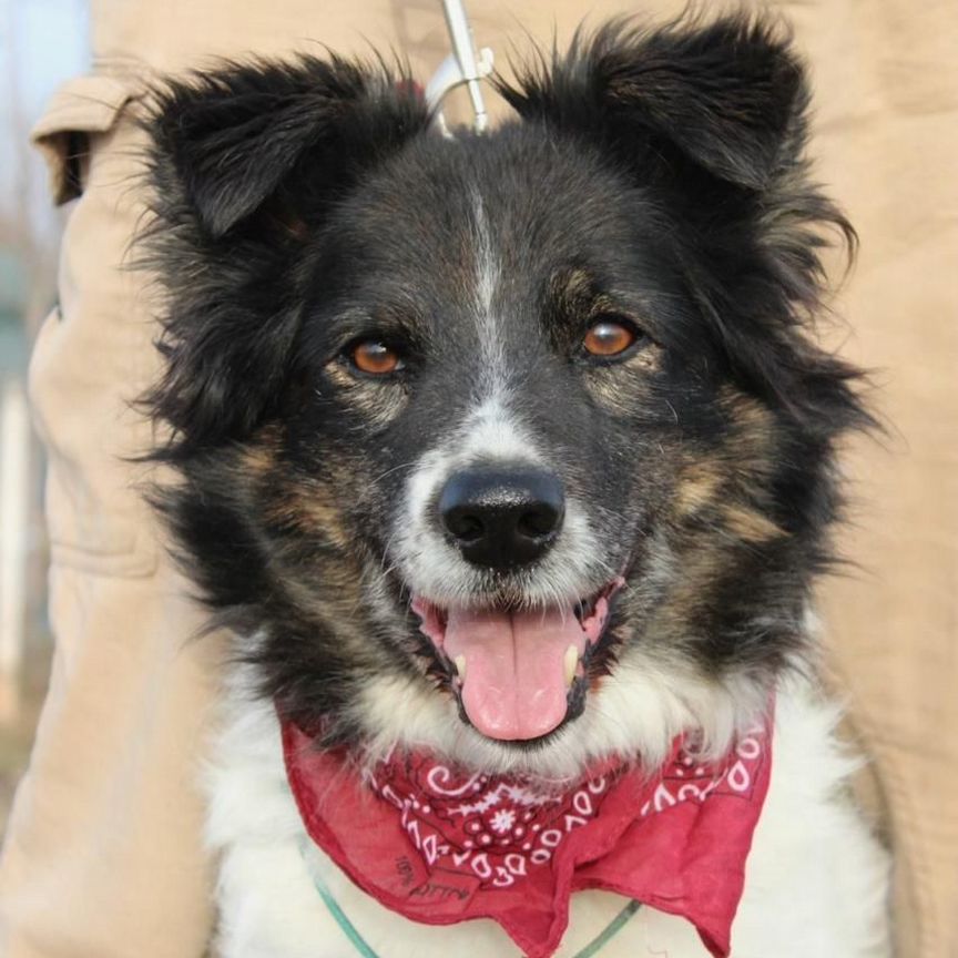 Ричи вернули в приют, но он не теряет надежды