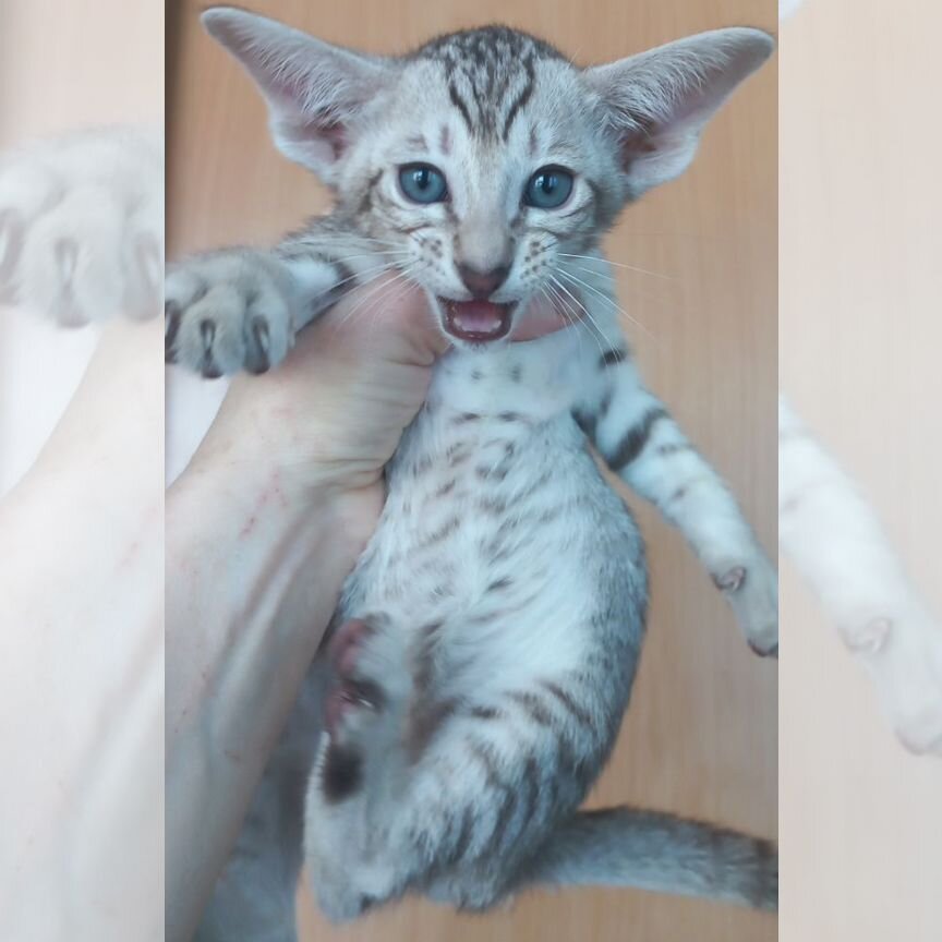 Ориентальный котёнок