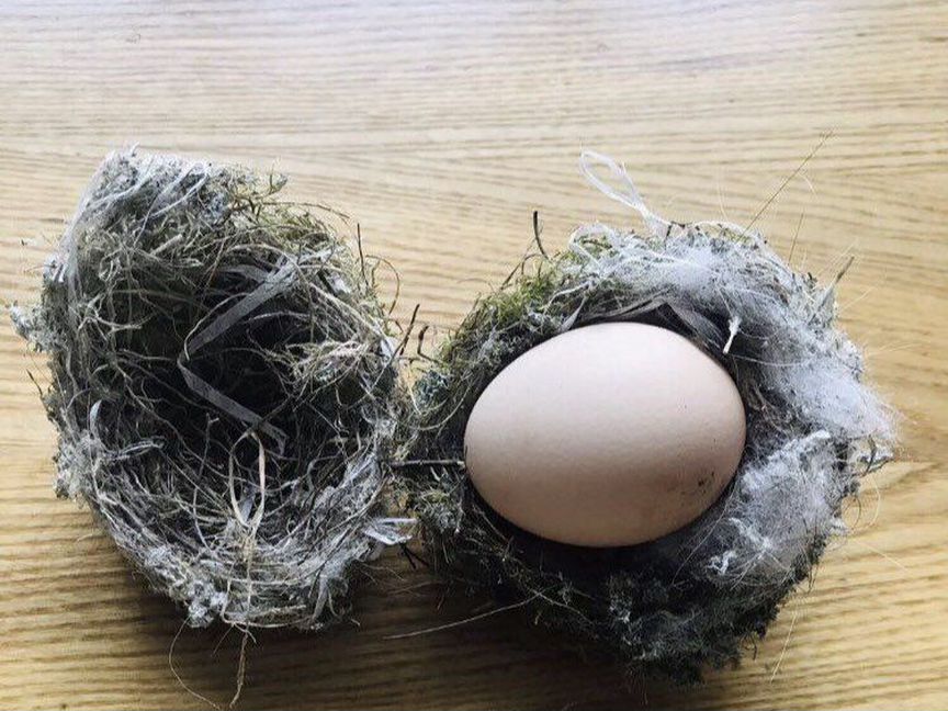 Птичье гнездо