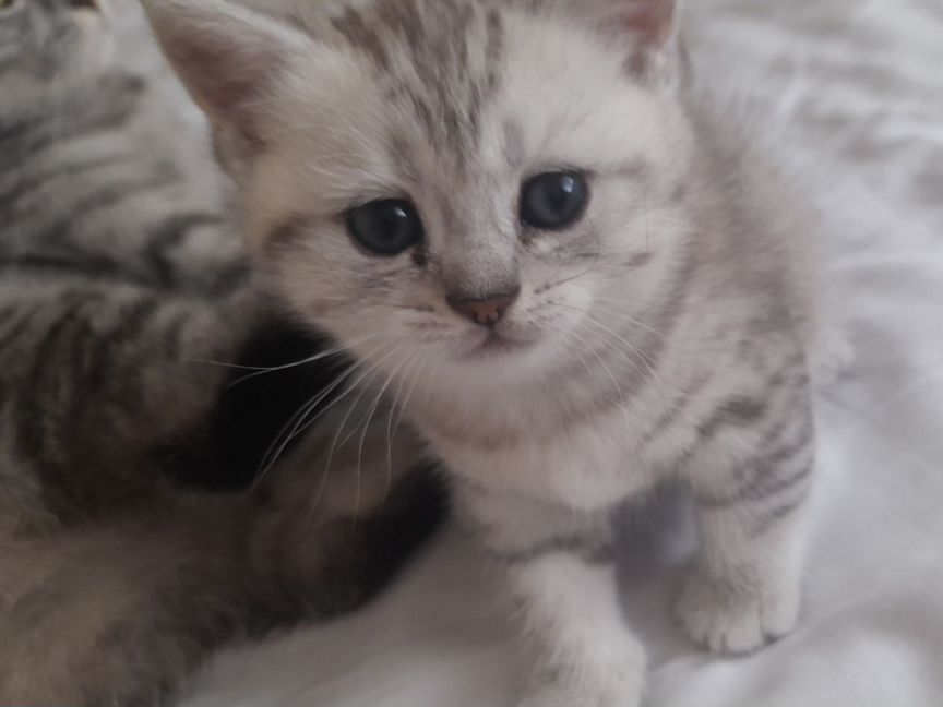 Котенок Скоттиш-страйт