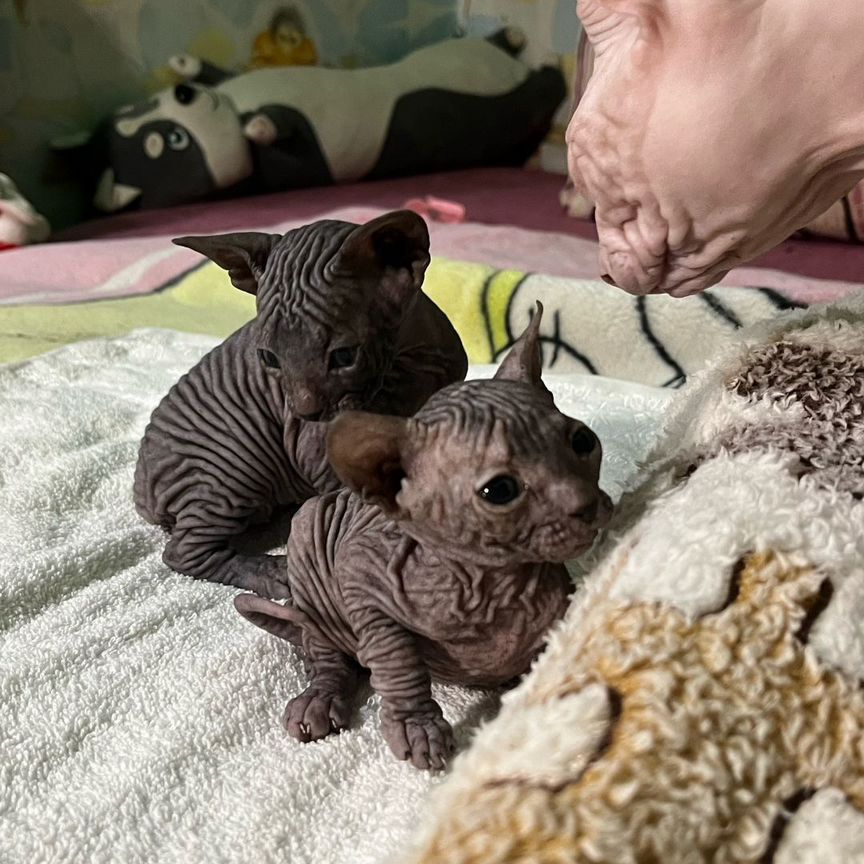 Котята донского сфинкса