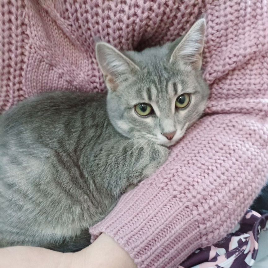 Котёнок девочка в добрые руки