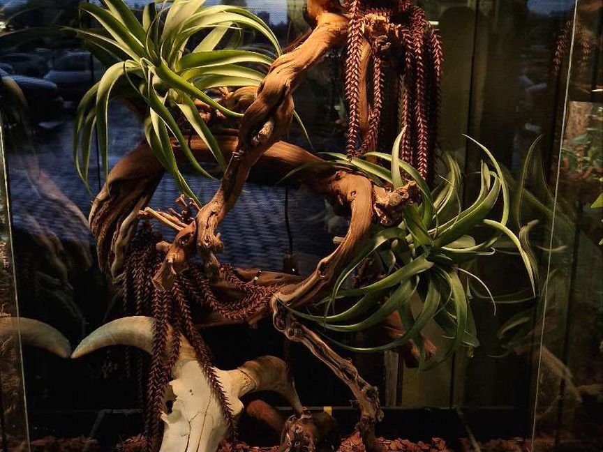 Террариум с оформлением