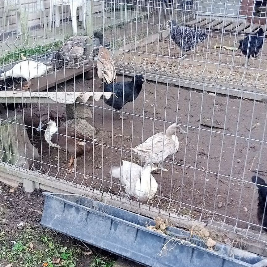 Индийский бегунок