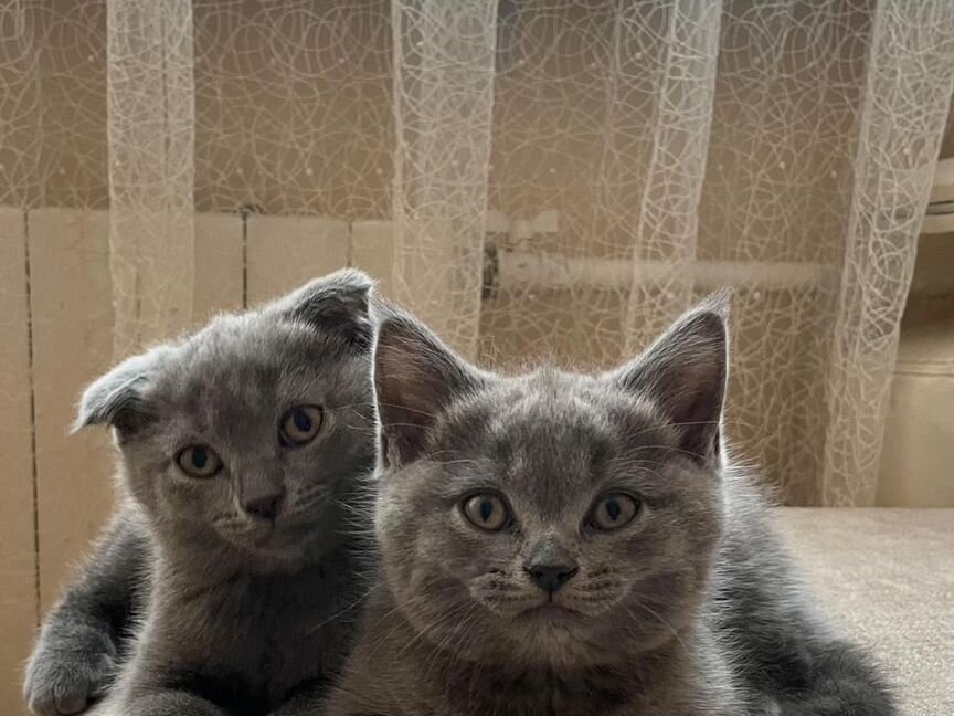 Шотландские малыши (мальчики)