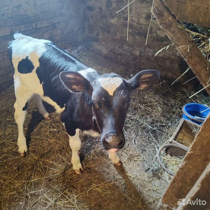 Телёнок месячный