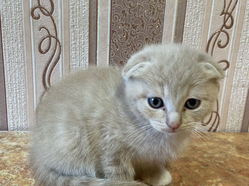 Вислоухие котята бесплатно в хорошие руки