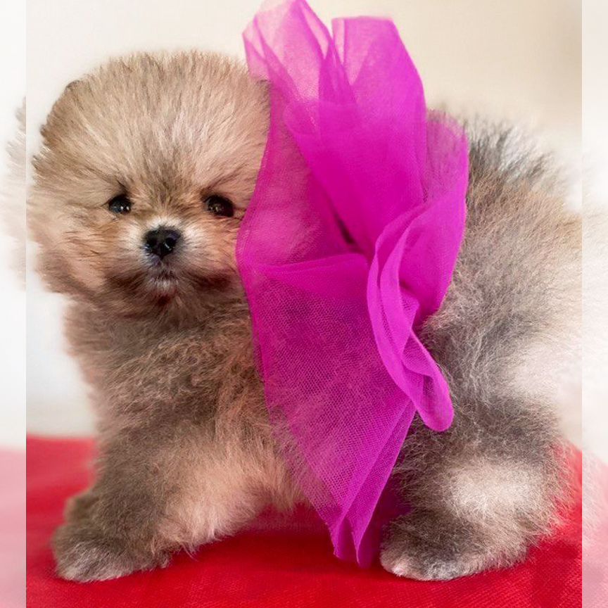 Померанский шпиц мини девочка