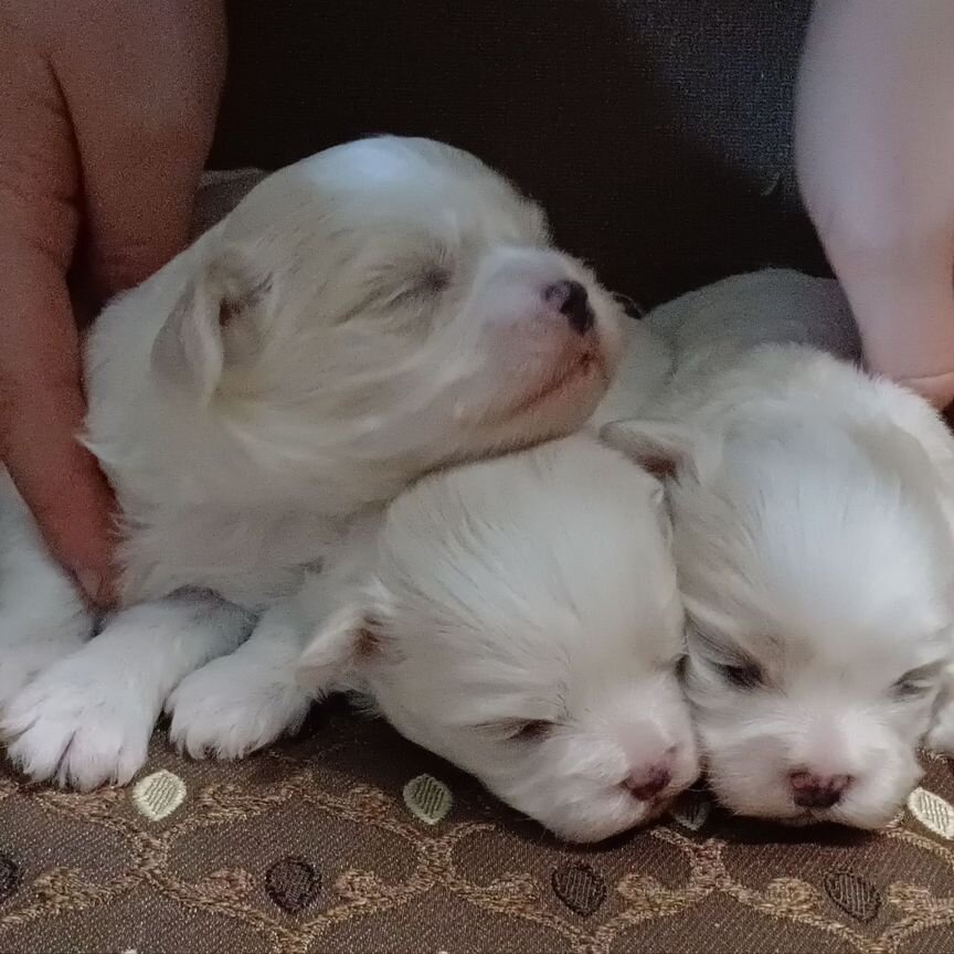 Чудо мальтиПу