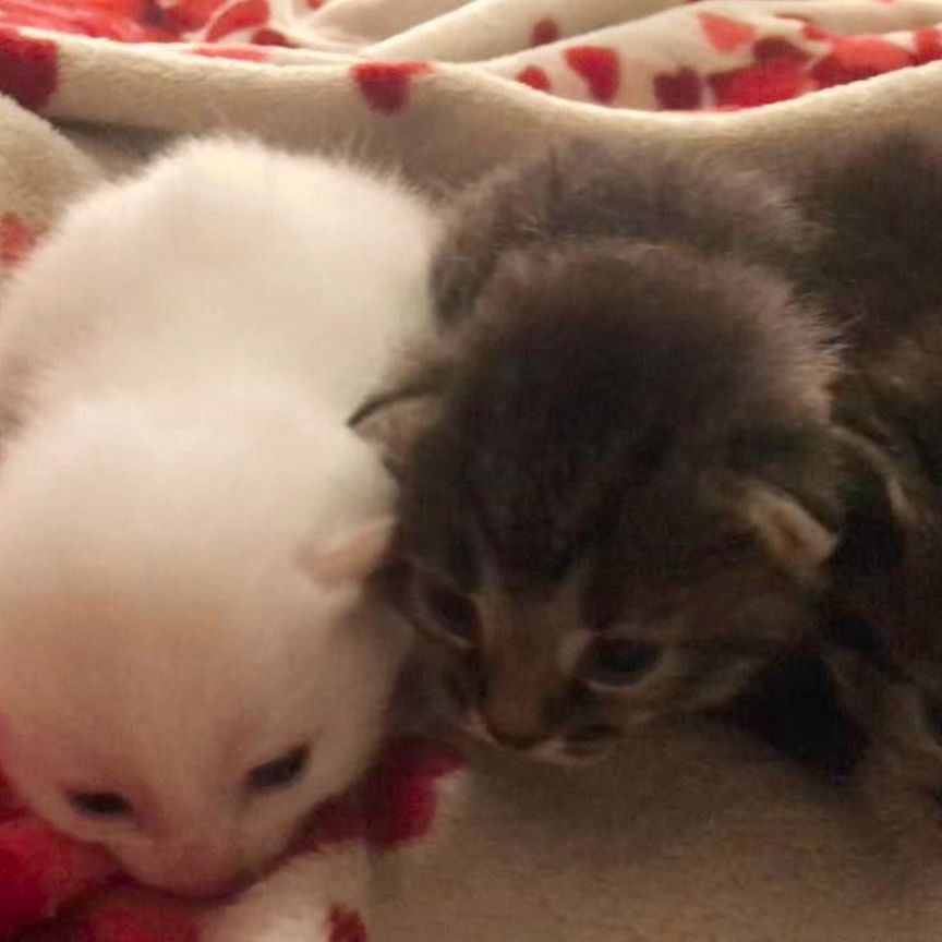 Котята в добрые руки бесплатно