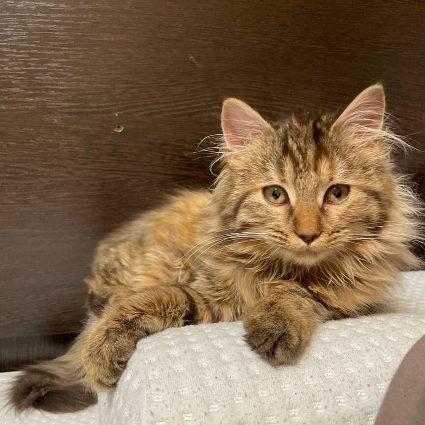 Неразлучные котята