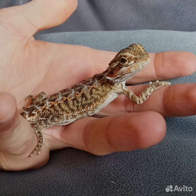 Бородатая агама с террариумом