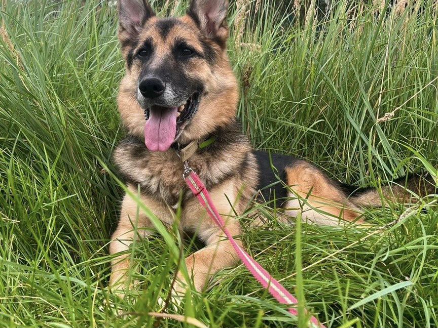 Немецкая овчарка Мухтар из приюта ищет дом
