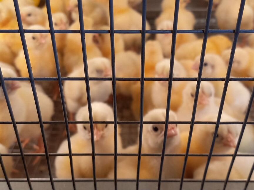 Цыплята бройлеры кобб 500 Испания