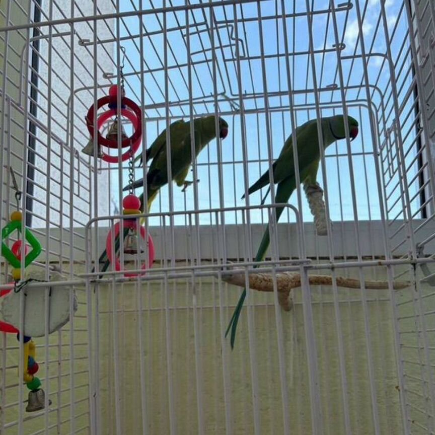 Ожереловый попугай