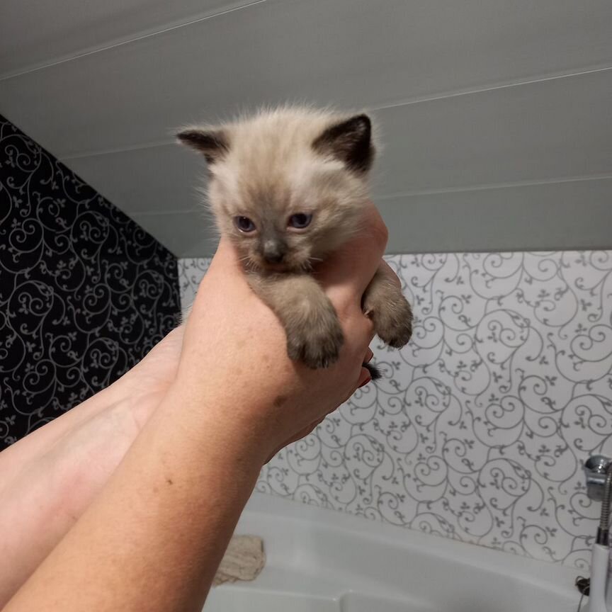 Отдам в добрые руки