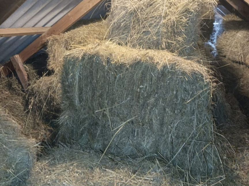 Сено луговое сбор 2023 г