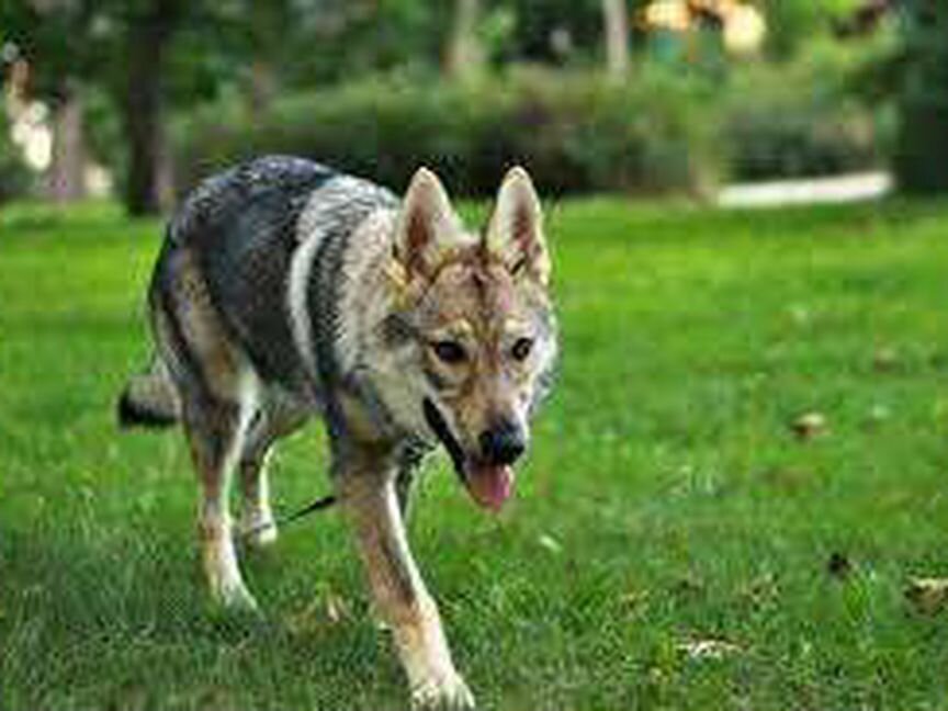 Чехословацкий влчак