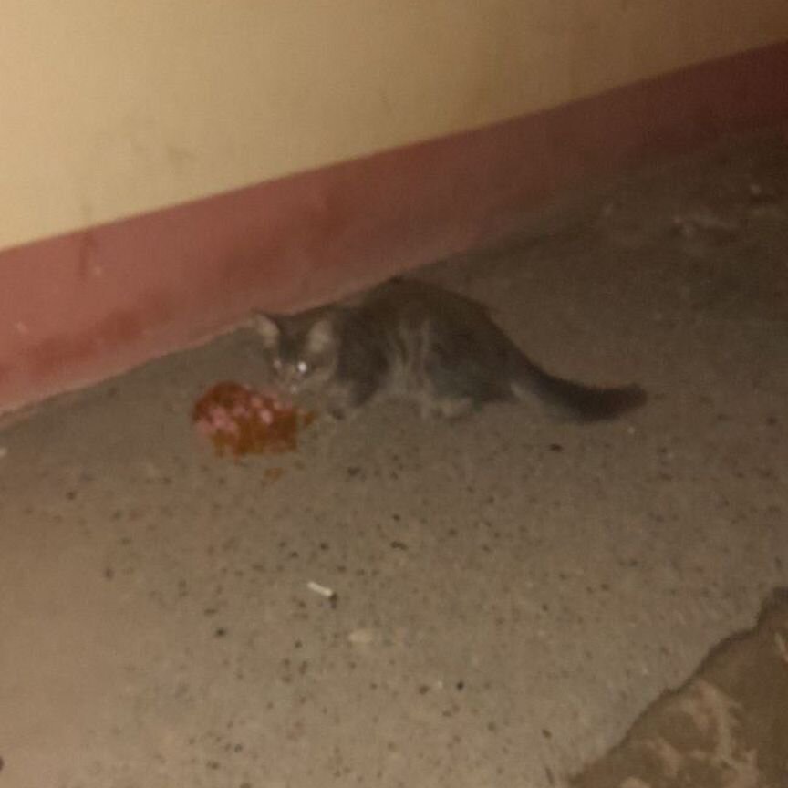 Маленький котенок бегает плачет под машинами