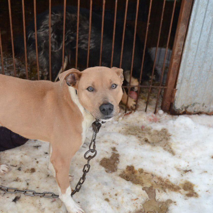 Стаффордширский терьер в добрые руки