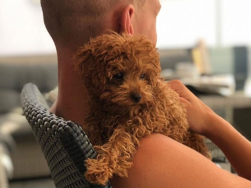 Мальтипу red brown