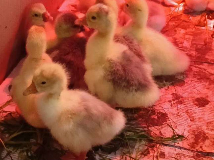 Гусята Линда холмогор помесь