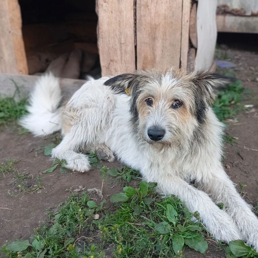 Взрослый пёс в добрые руки